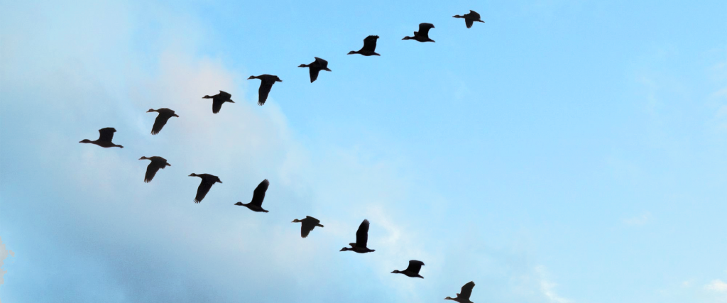 The Honking of Encouragement - Steve May