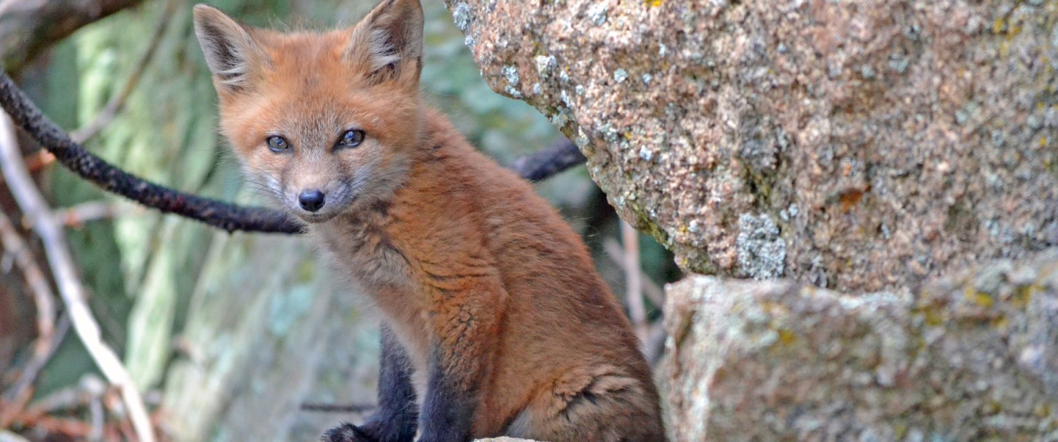 The Lion, the Fox & the Donkey - Steve May